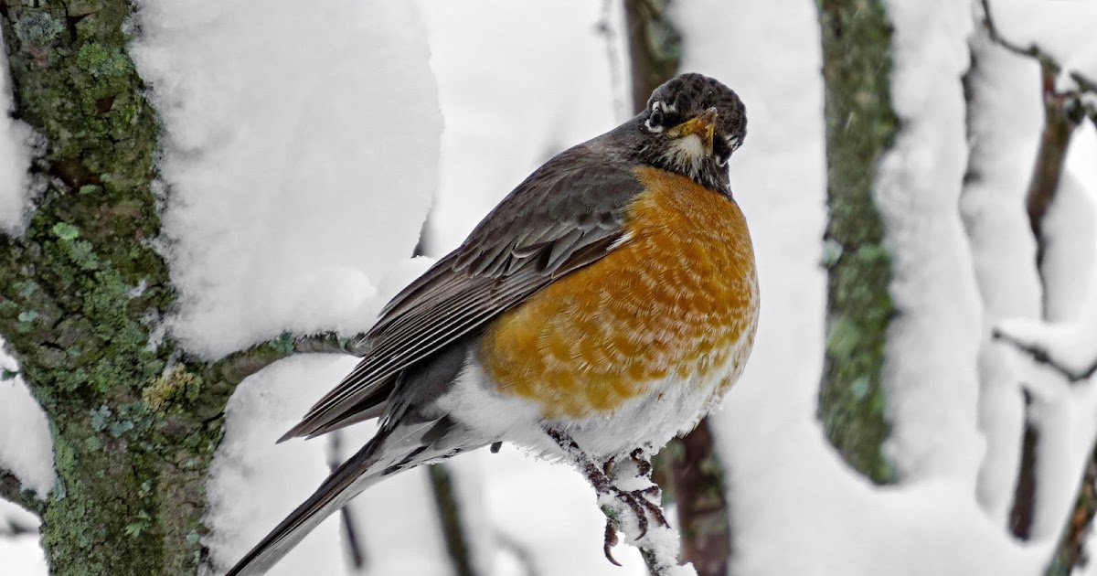 THE BIRD HOUSE: AMERICAN ROBIN: 03/21/2018