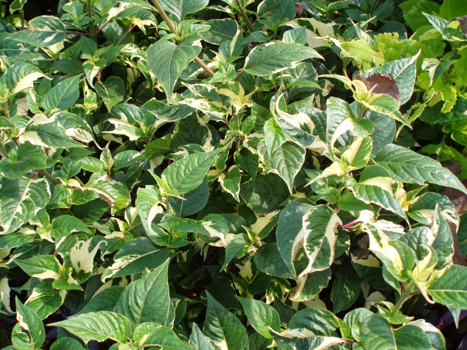 Rotary Botanical Gardens - Hort Blog: Awesome Alternantheras