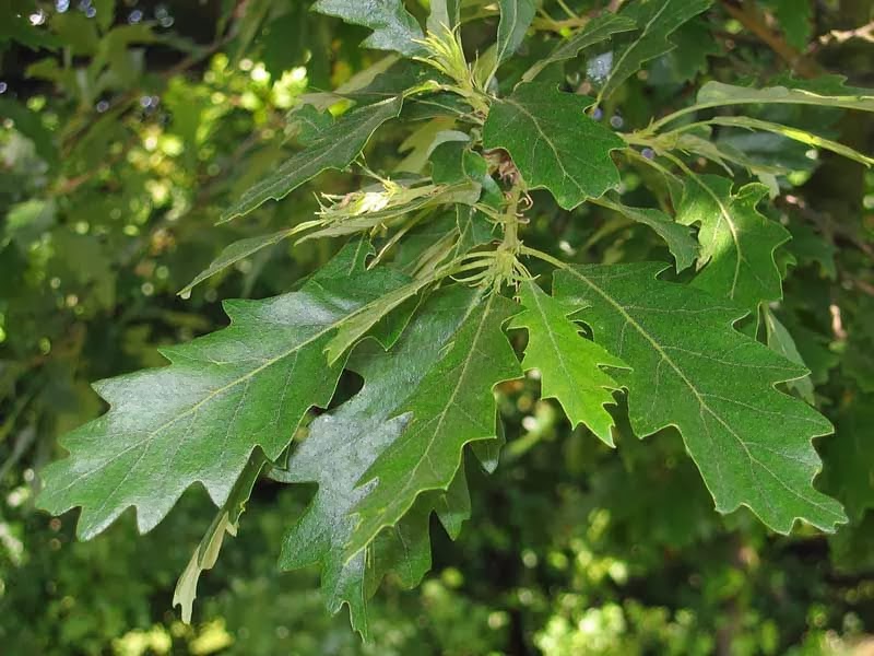 Trees Planet: Quercus cerris - Turkey Oak