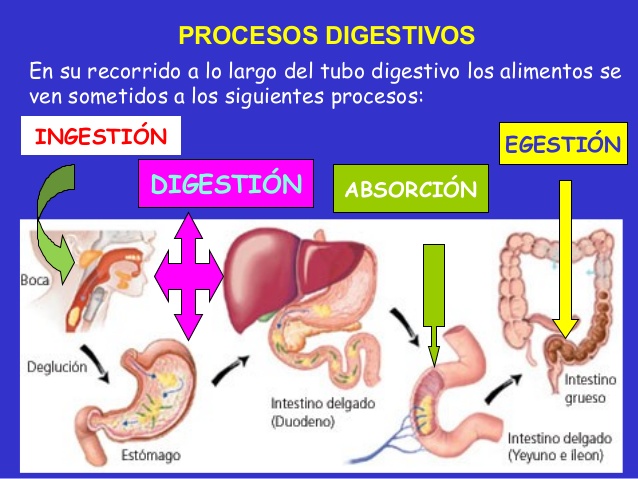 APRENDIENDO MÁS SOBRE EL SISTEMA DIGESTIVO: PROCESO DIGESTIVO