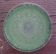 HOW TO MAKE MICROBIAL TRICHODERMA SP EASILY