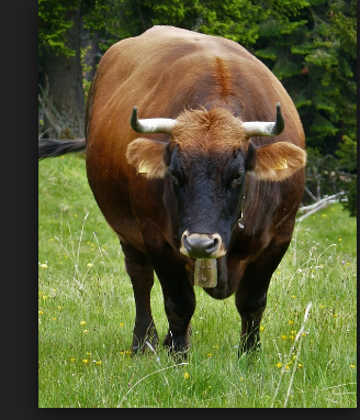 Acute Ruminal Impaction