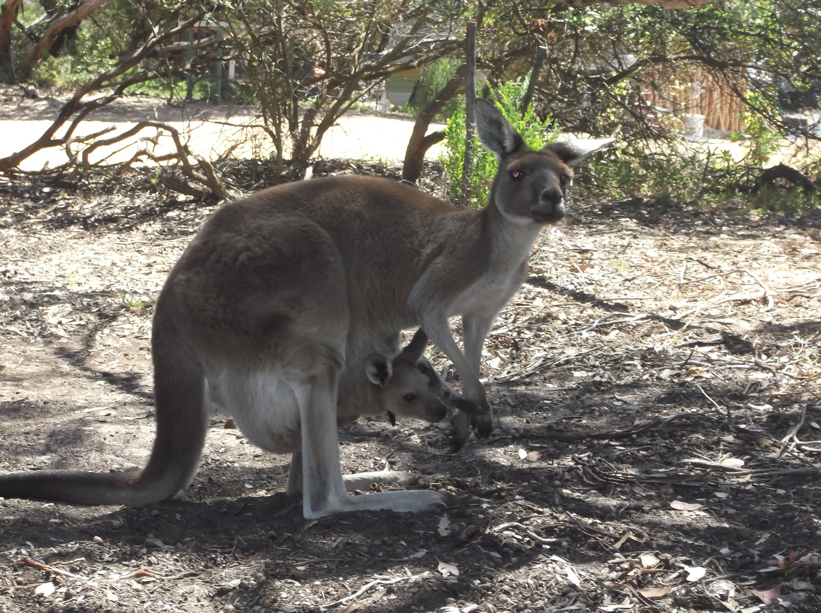 Family Camping WA: 2013