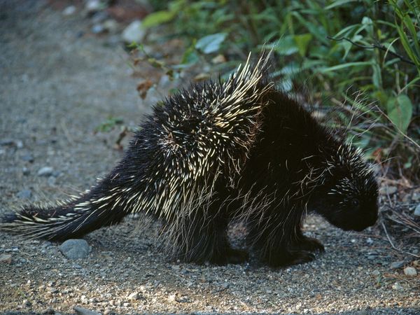 The Porcupine | Wild African Animal | The Wildlife