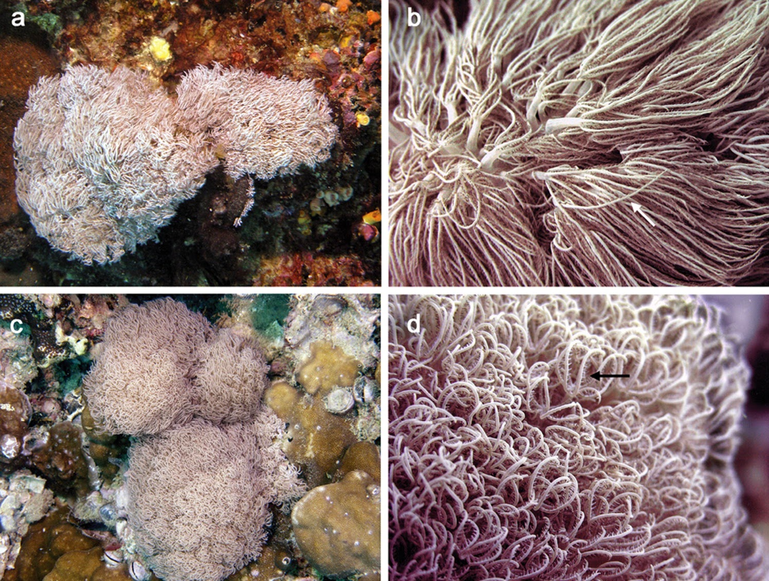 Species New to Science: [Cnidaria • 2014] Ovabunda andamanensis • A New ...