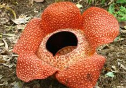 Ciri-Ciri Bunga Rafflesia Arnoldi atau Bunga Bangkai di Indonesia ...