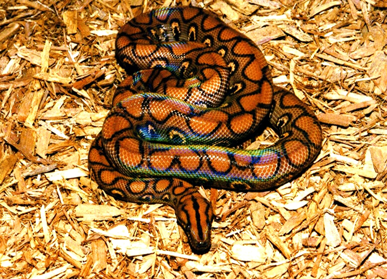 Meryem Uzerli: Top 10 Most Beautiful Snakes in the World