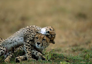 Funny Animals: Funny Cheetah Images