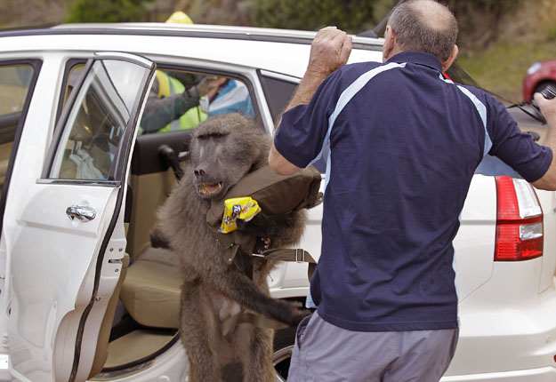 Pessimist Incarnate: Beware the baboon-jackers especially old Fred