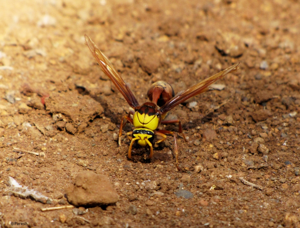 Gifting Trees...: Garden-Friendly Bugs!