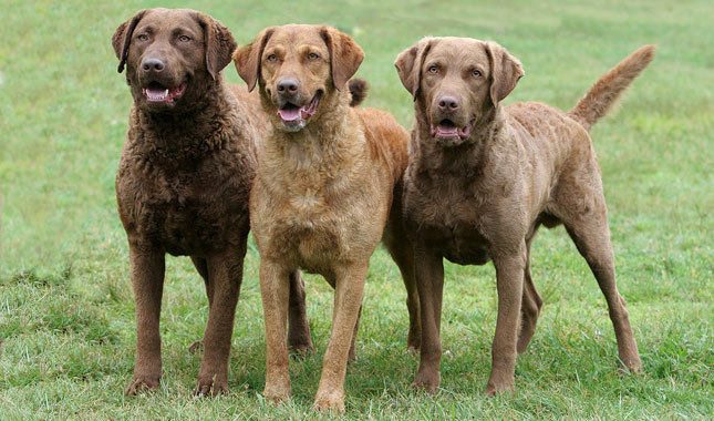 Such Good Dogs: Sporting Breeds