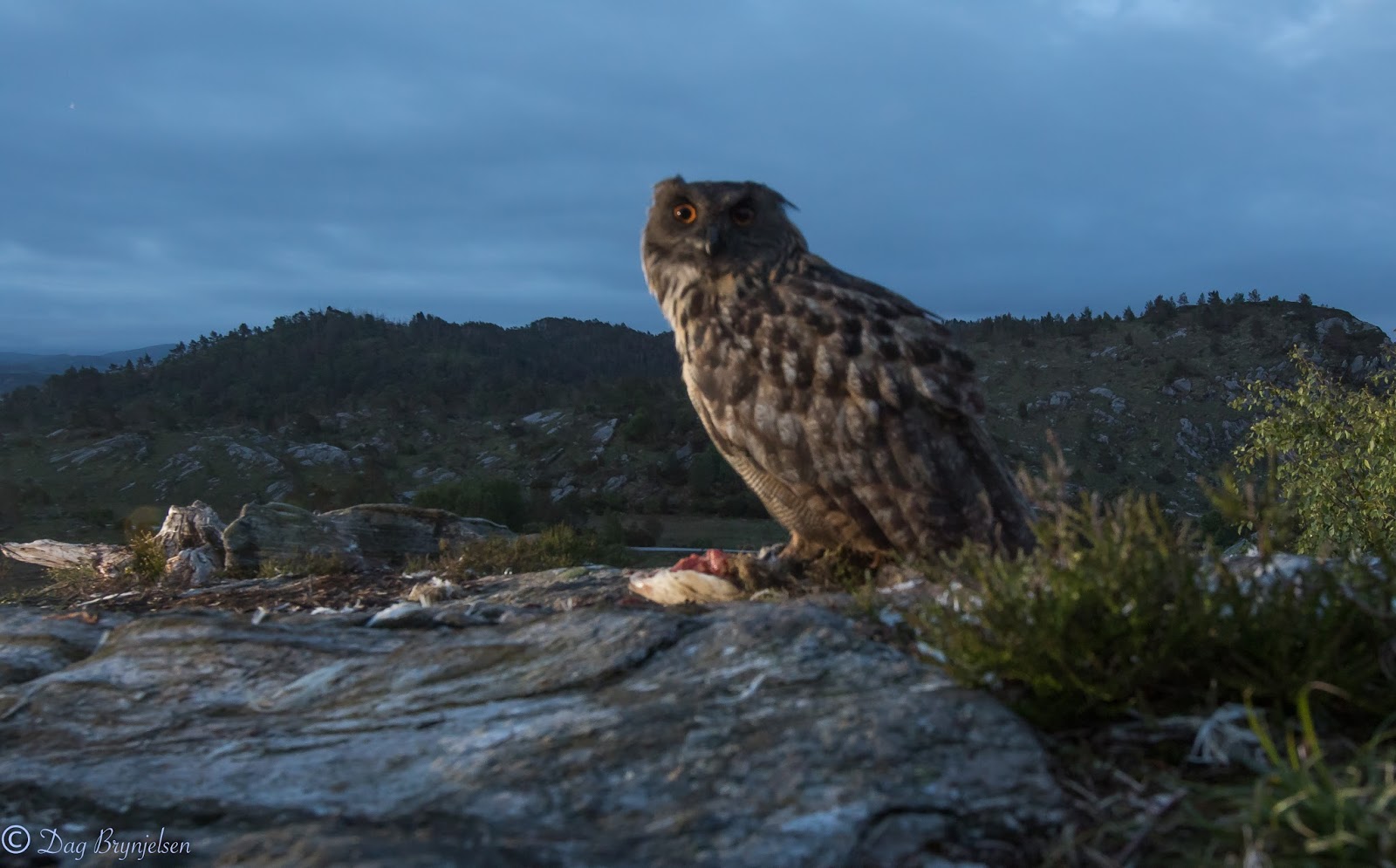 Haugaland naturfoto v/ Dag Brynjelsen: Hubro i natten