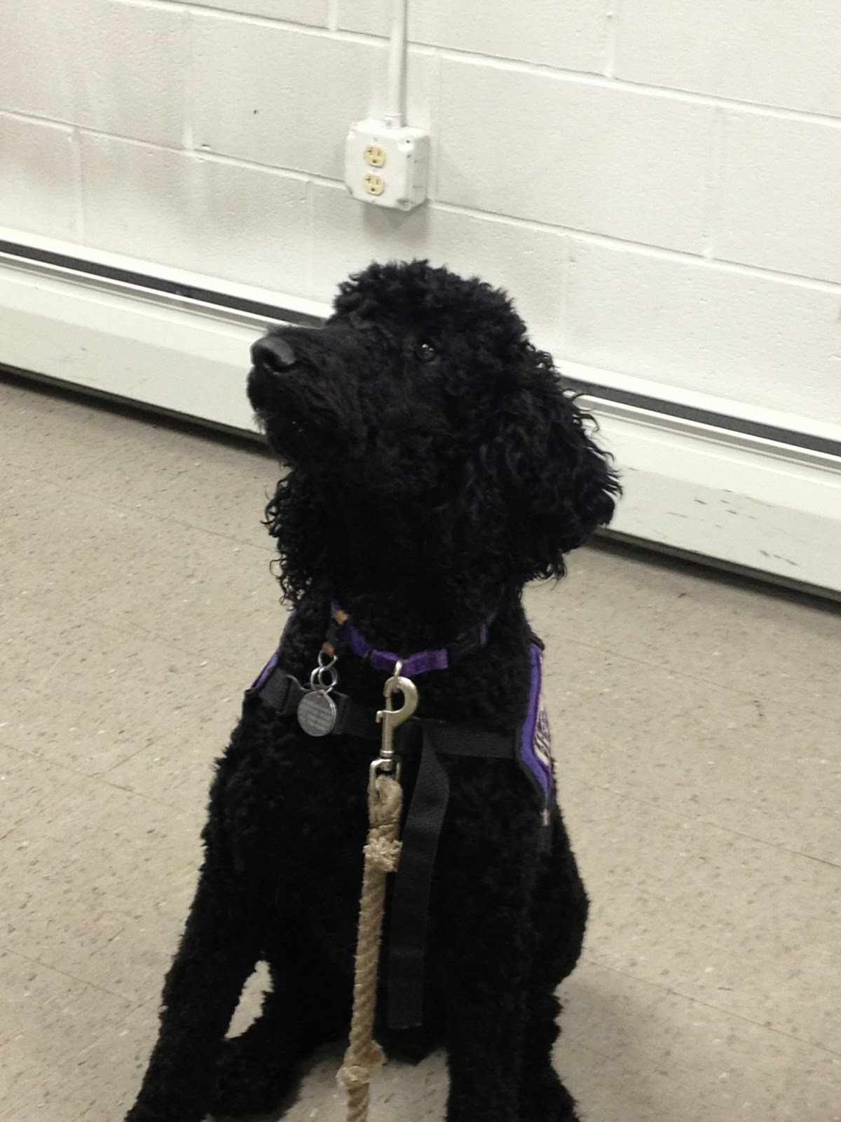 Susquehanna Service Dogs: Northeast Puppy Raising Program