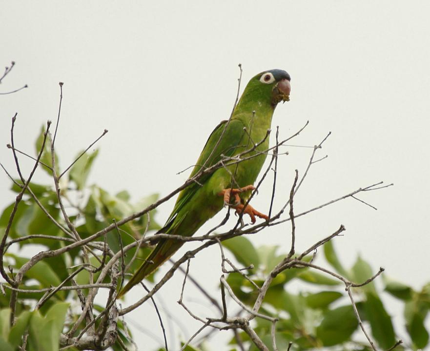 Argentina nativa: Calcanate común (Thectocercus acuticaudata)
