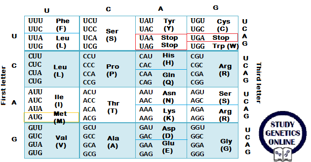Study Genetics Online: 64 Codons
