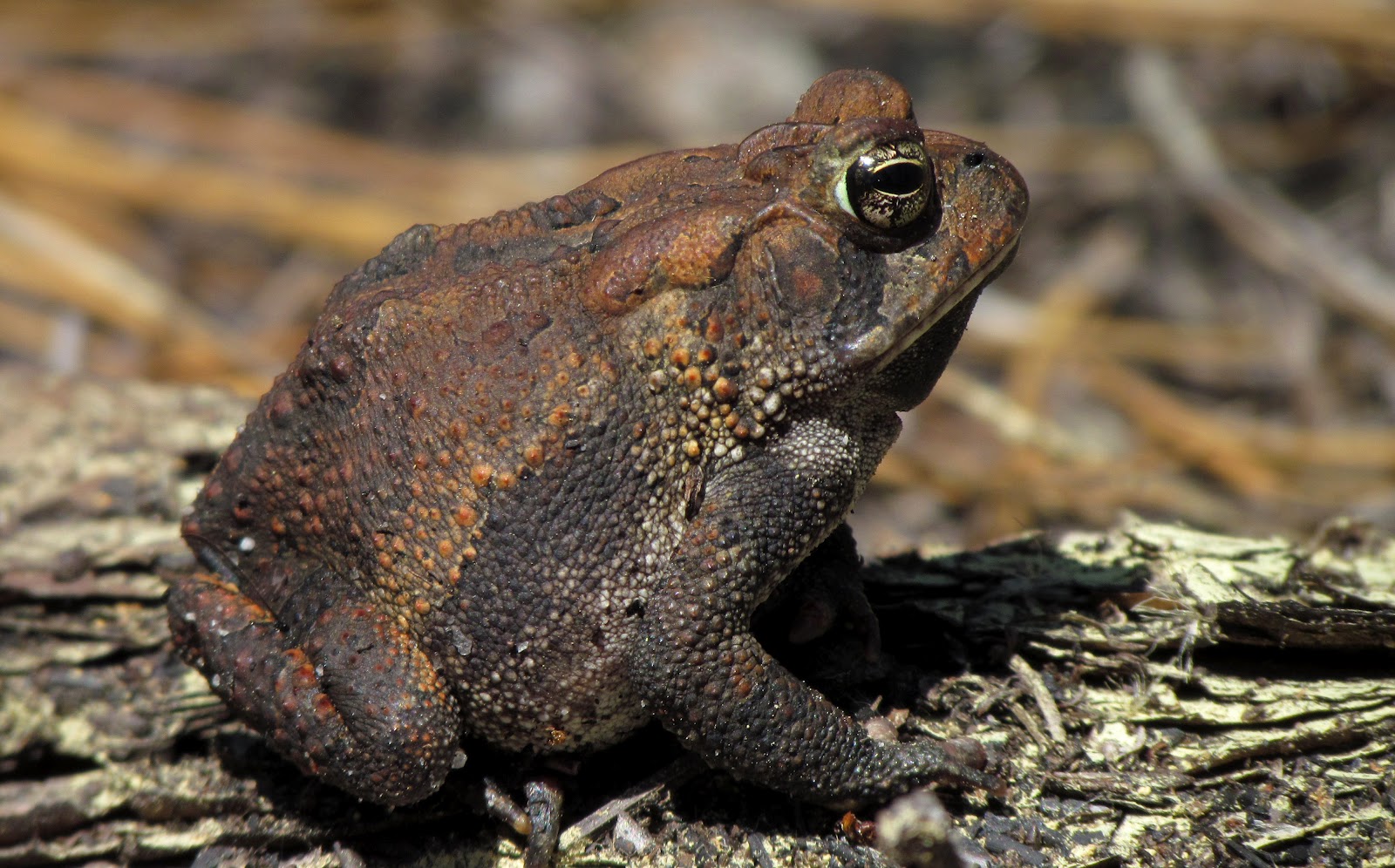 Birding Bros. Blog: Fish & Amphibians