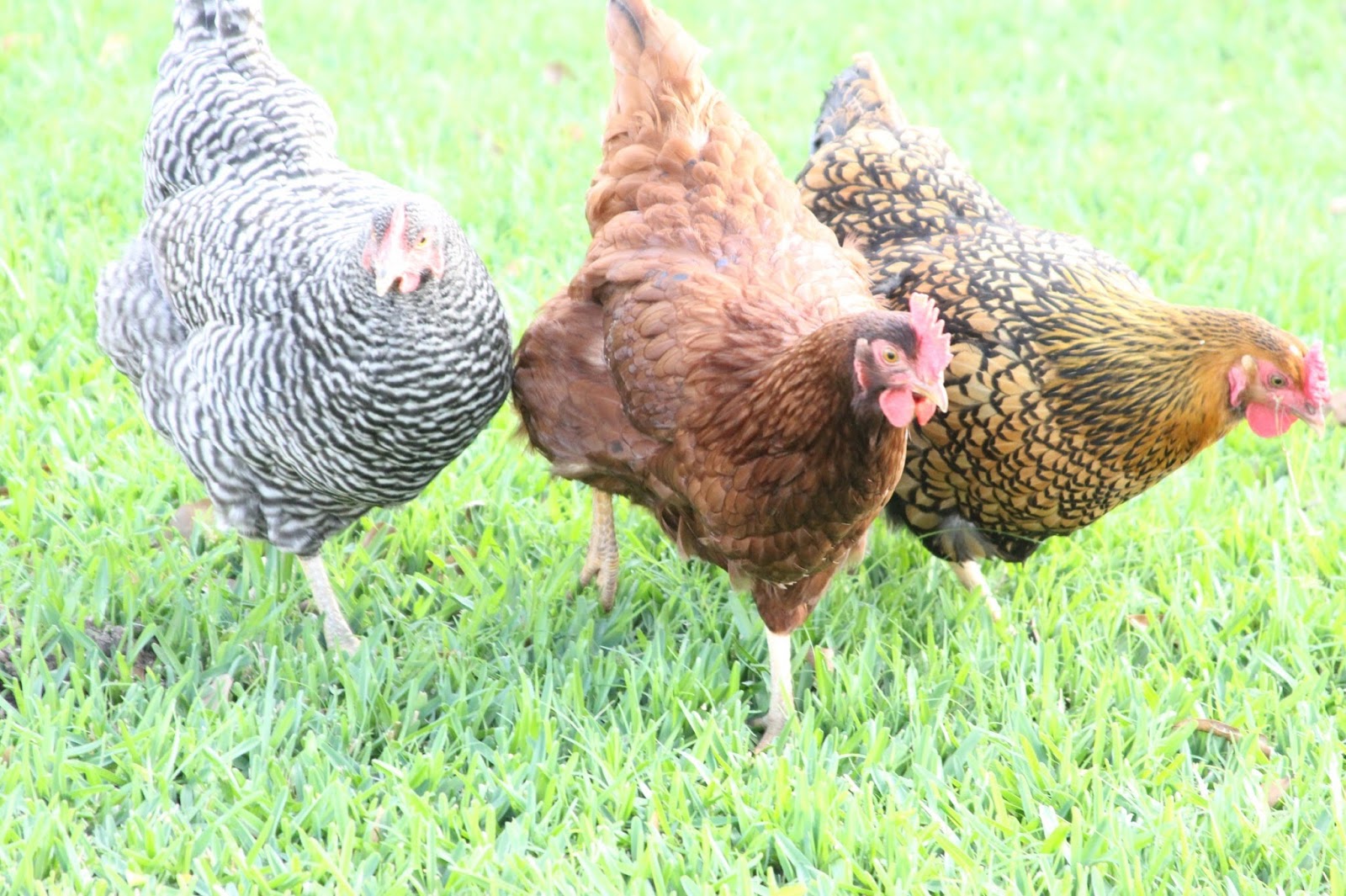 Poultry Palace and Gardens: Our Three Hens