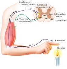 Cracking The Biology Coconut: Reflex Response Animation