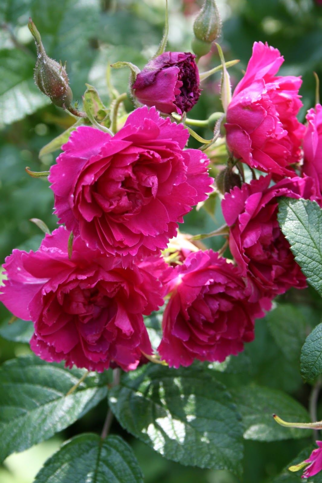 Kreativ Lycke: Pioner, Roser og Klematis