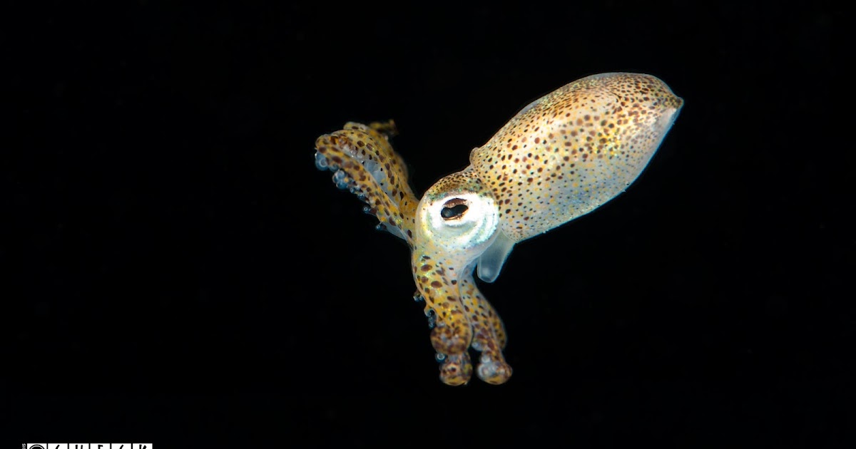 Check the Sea. Web de buceo y fotografía submarina de las Islas ...