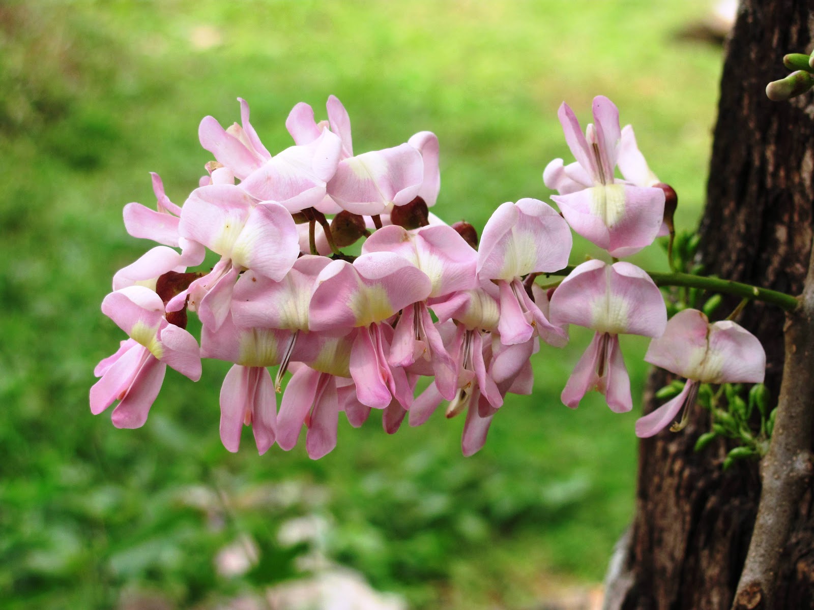 Gliricidia sepium - Mãe-do-cacau - Blog Arco do Verde