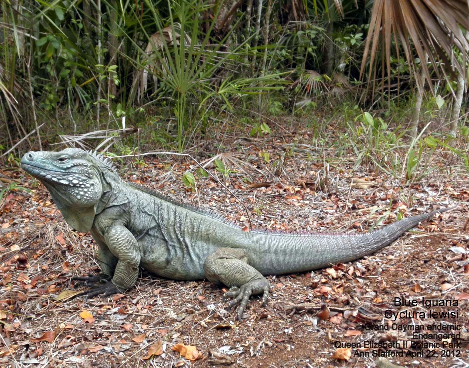 CaymANNature: Cayman History