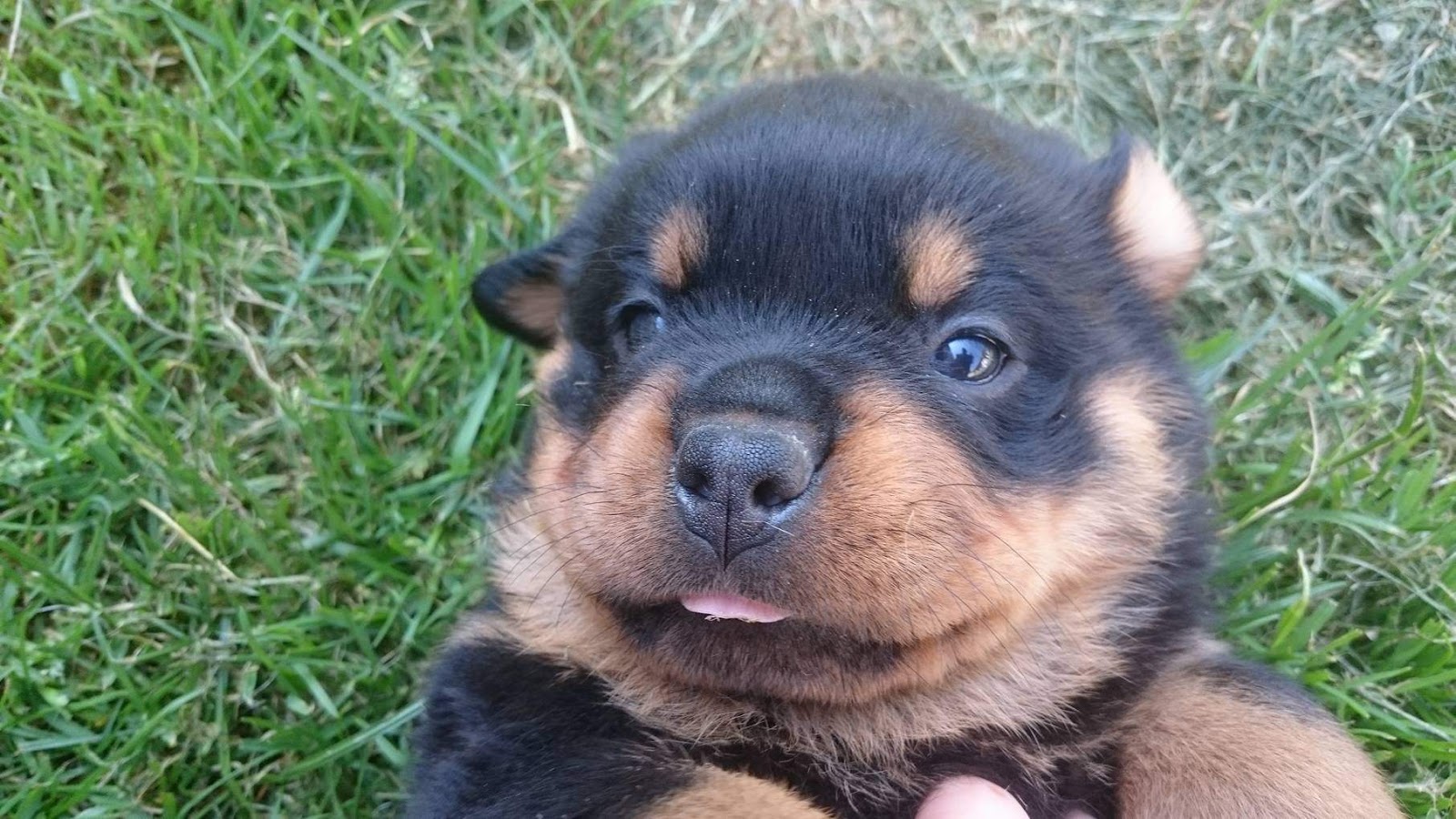 Cute dogs - part 180 (50 pics) | Amazing Creatures