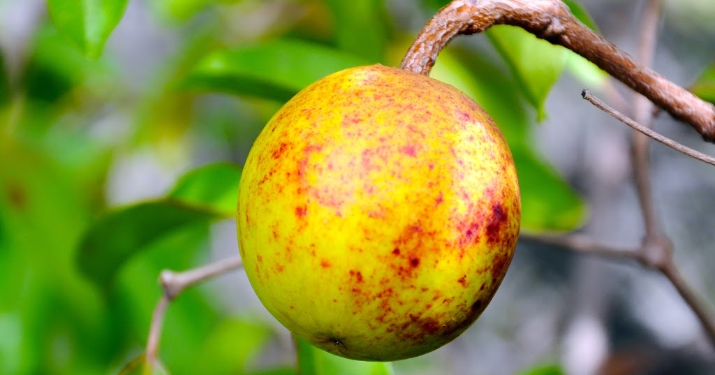 Mangaba e outras fruteiras brasileiras integram catálogo do Cone Sul