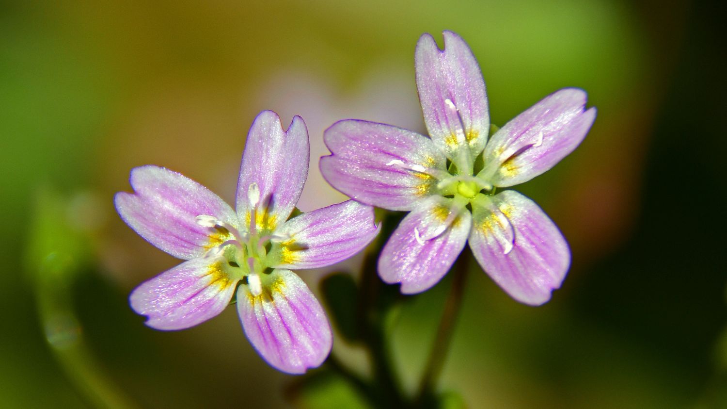 Shutterbugs Capturing the World Around Us: Random wildflowers