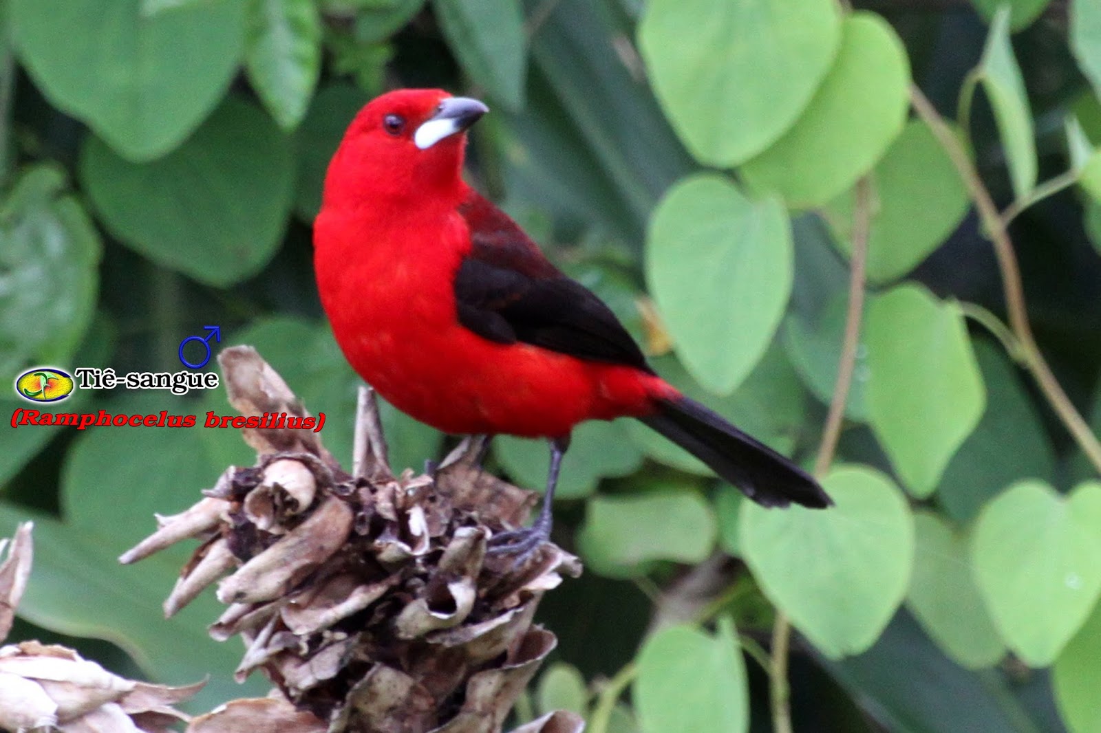 Zoologia: Tiê-sangue (Ramphocelus bresilius)