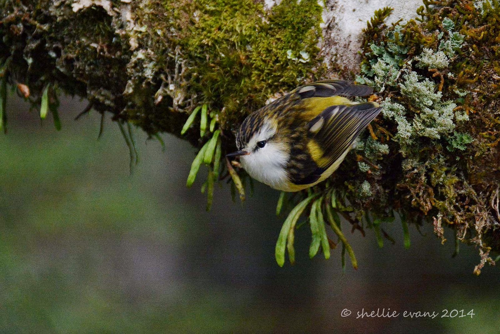 Two Go Tiki Touring: The Birds of Cascade Creek
