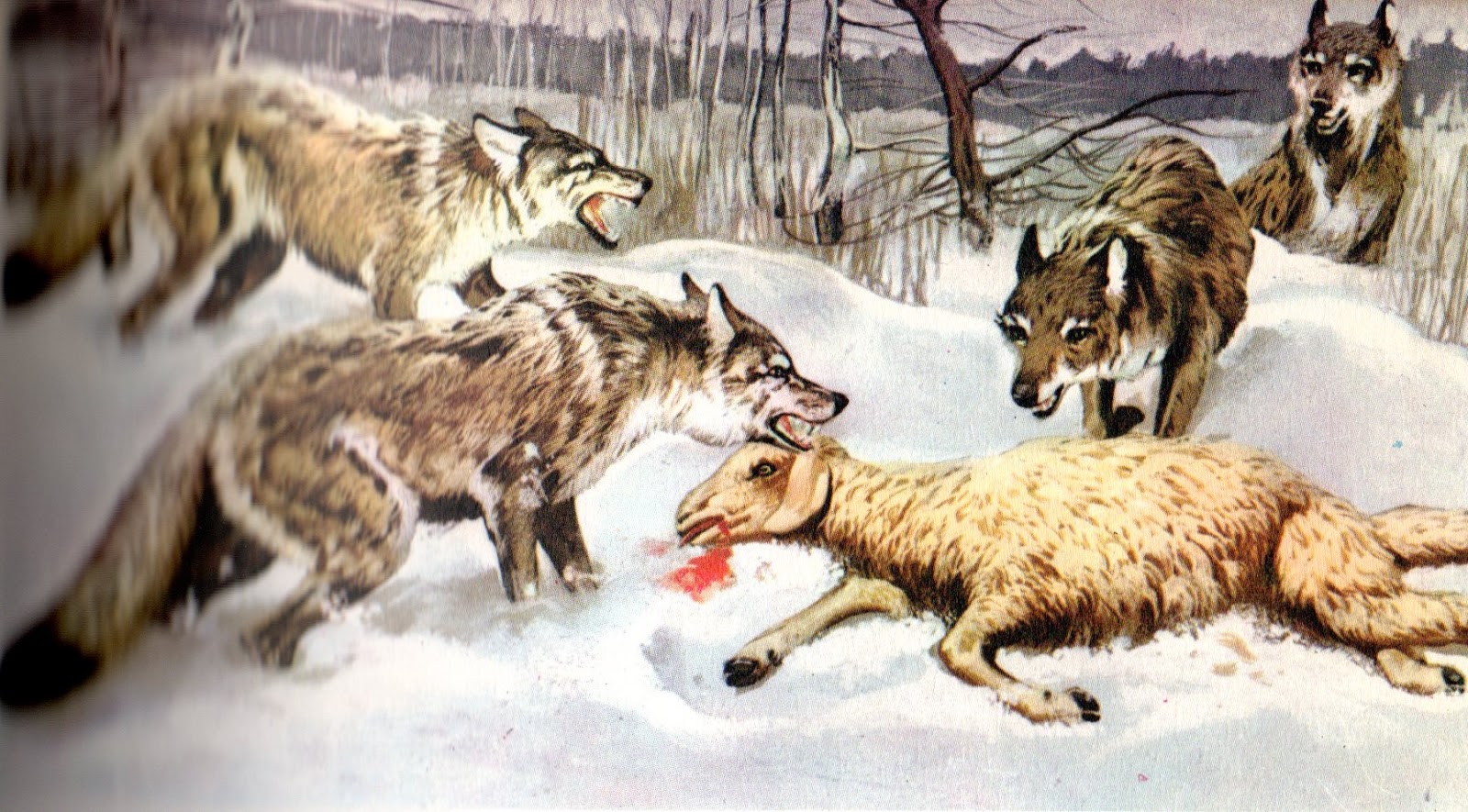 El Blog de Acebedo: Providencias marcadas por lobos