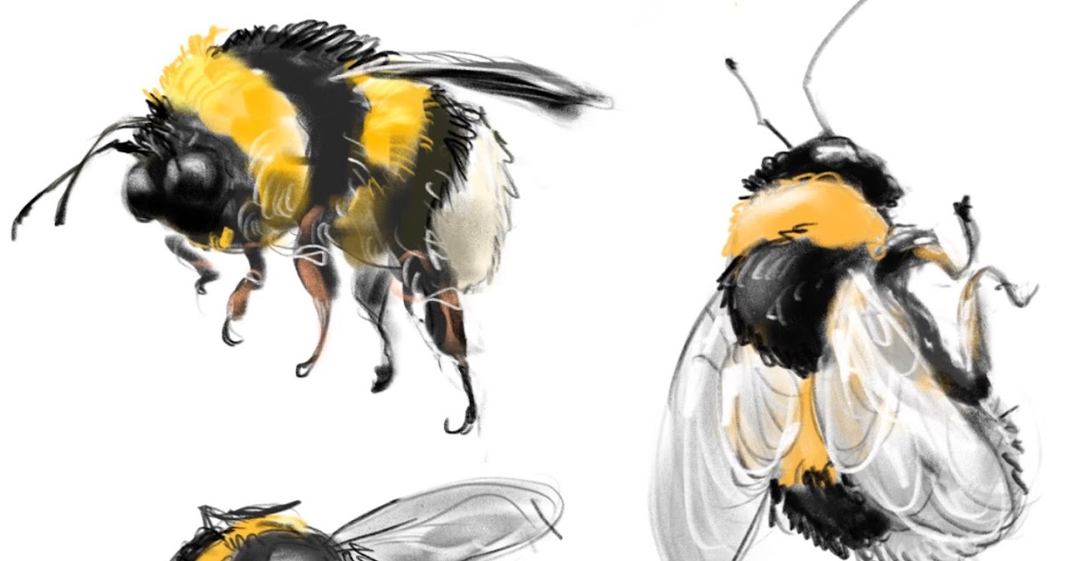 Sketchbook: Bumble bee