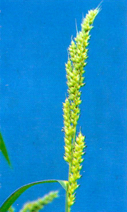 Weeds of Sri Lanka: බජිරි (Bajiri) Echinicholoa glabrescens