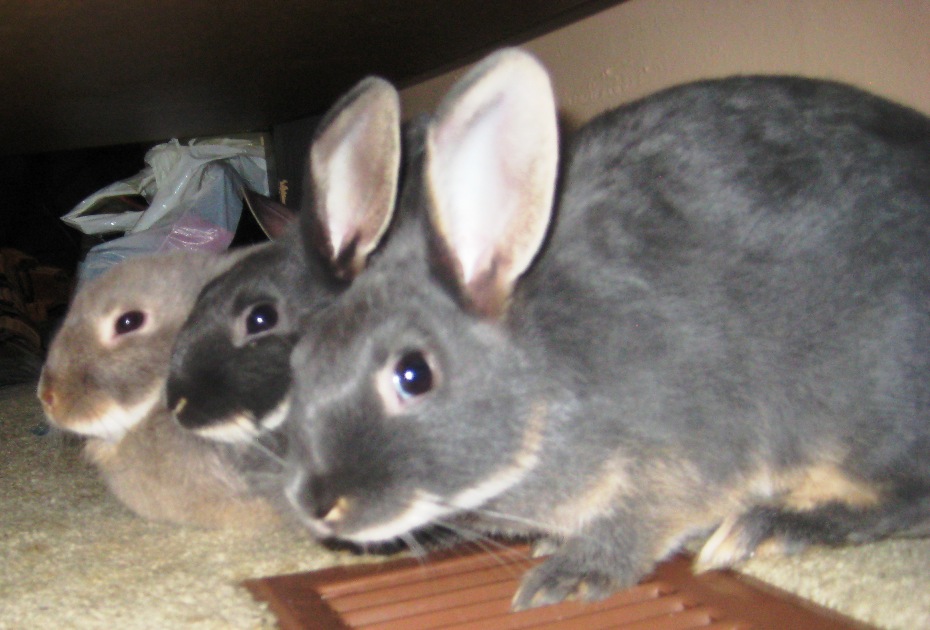 The Mitchell Baby Bunny Blog