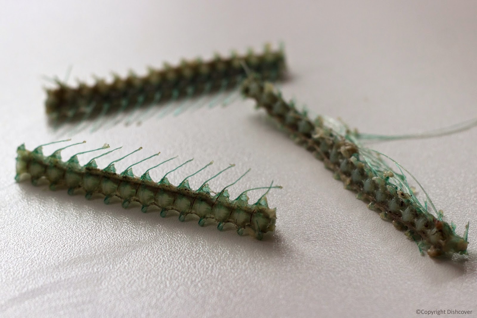 Meivis in ‘t groen - Dishcover