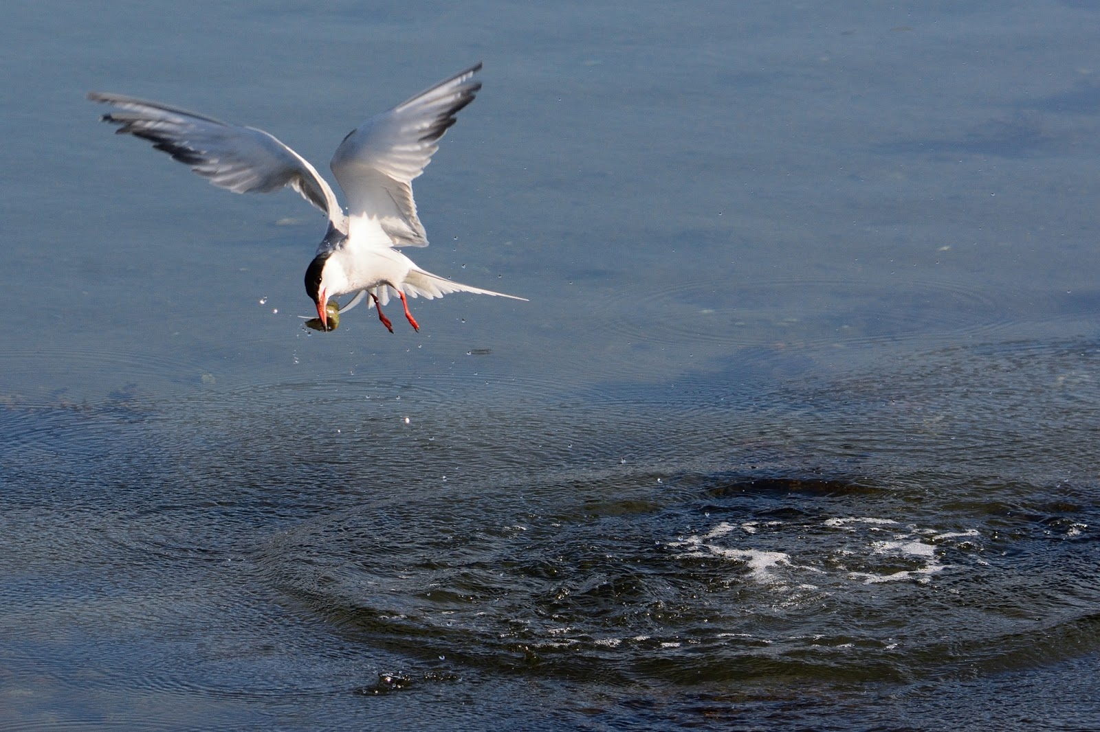 Knuts fugleblogg: Terne