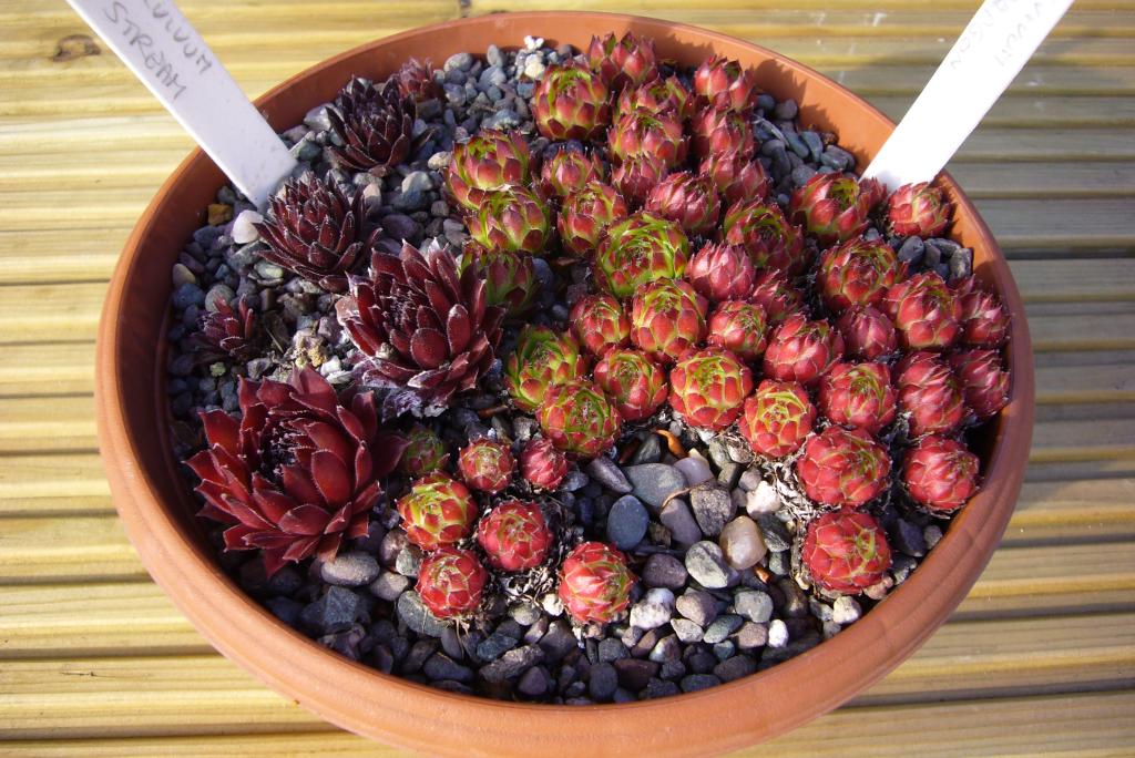 Spiky obsession: Sempervivum Sunday: S. 'Green Dragon'