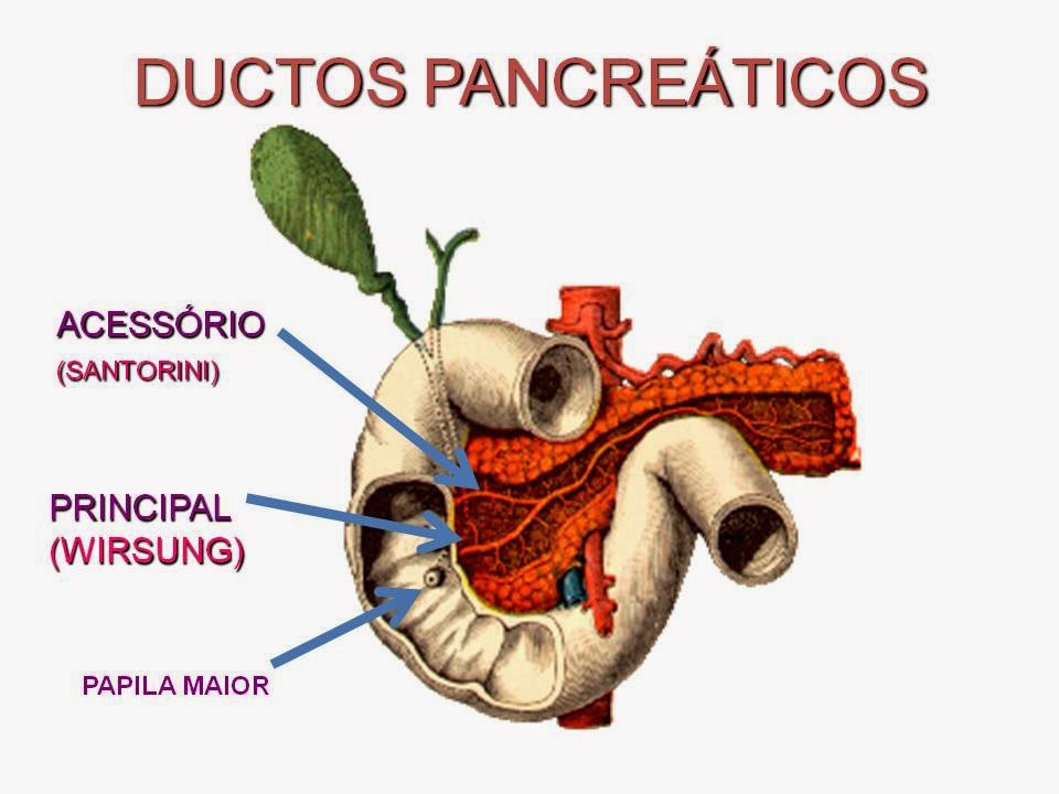 Liga de Anatomia ULBRA: PÂNCREAS