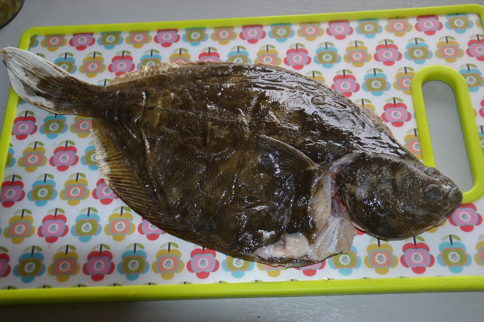 Oppdag Fisk!: Sandflyndre/Common Dab/Limanda Limanda (Saltvann)