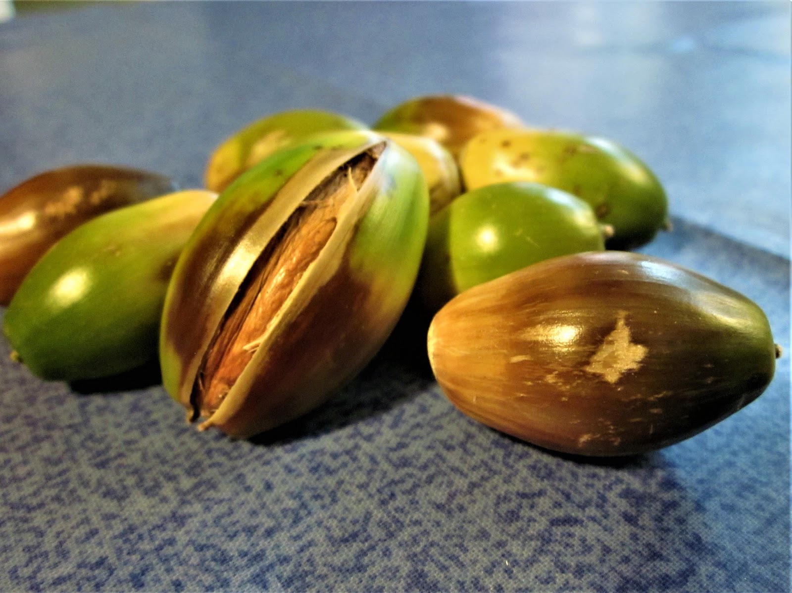 La acequia: Bellotas