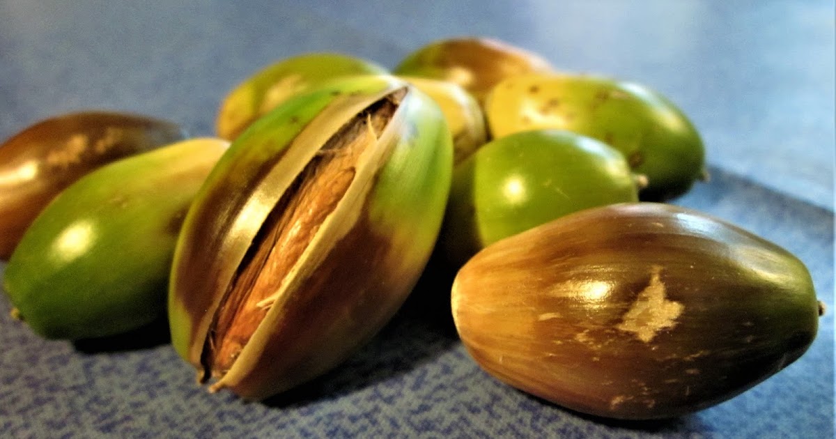 La acequia: Bellotas