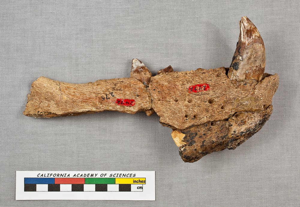 The Coastal Paleontologist: The best known fossil pinniped, part 1: a ...