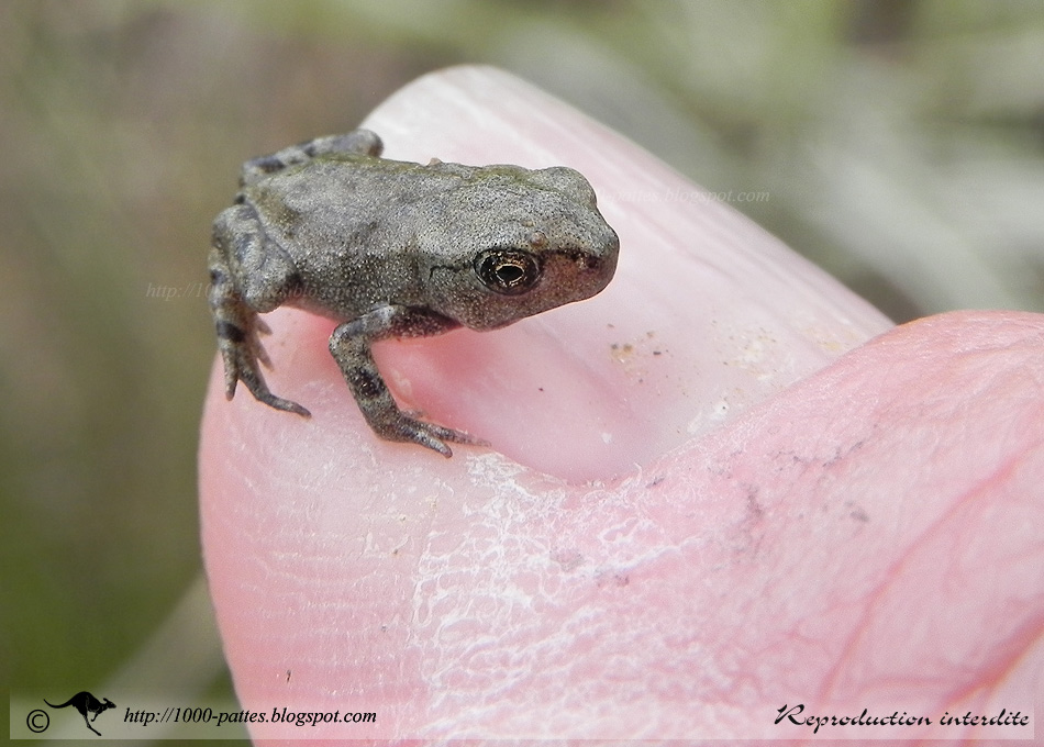 WILDLIFE GATEWAY: Bébés crapauds et Grenouilles rieuses