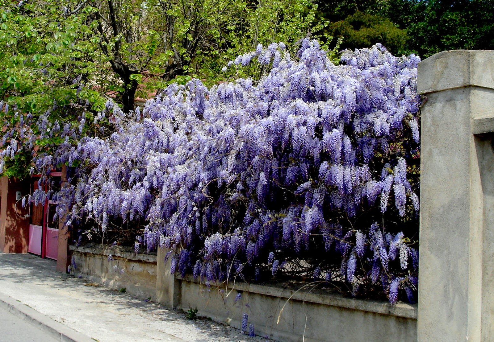 Árboles con alma: Glicina (Wisteria sinensis)