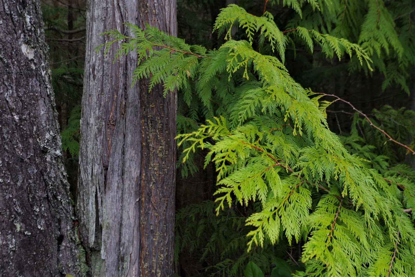 Pacific Northwest Seasons: Pacific Northwest Spring: Wildflowers ...