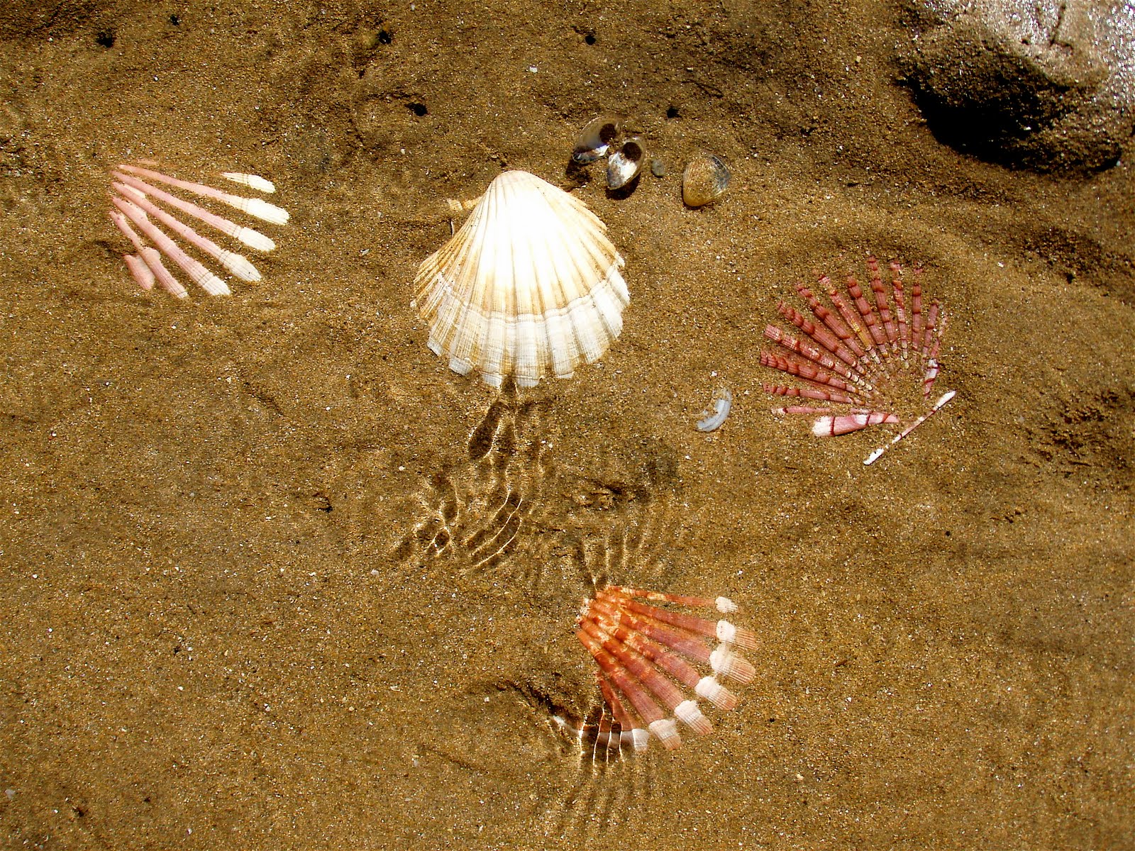 El Camino de Santiago desde Asturias: "La concha de Vieira como símbolo ...