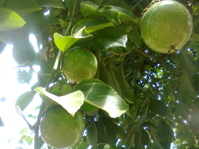 Tanaman Perkebunan: Cara Budidaya Markisa Secara Generatif