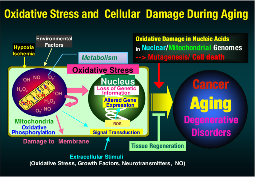 Pro Health Therapy: OXIDATIVE STRESS