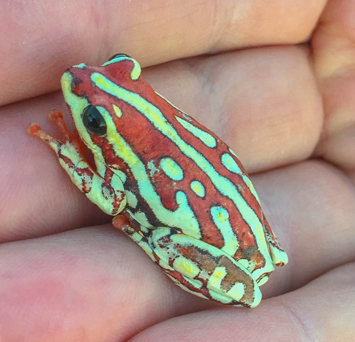 Cannundrums: Angolan Painted Reed Frog